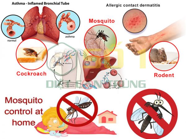 Dịch vụ Diệt Muỗi Quận 3 - DIỆT CÔN TRÙNG SỐ 1
